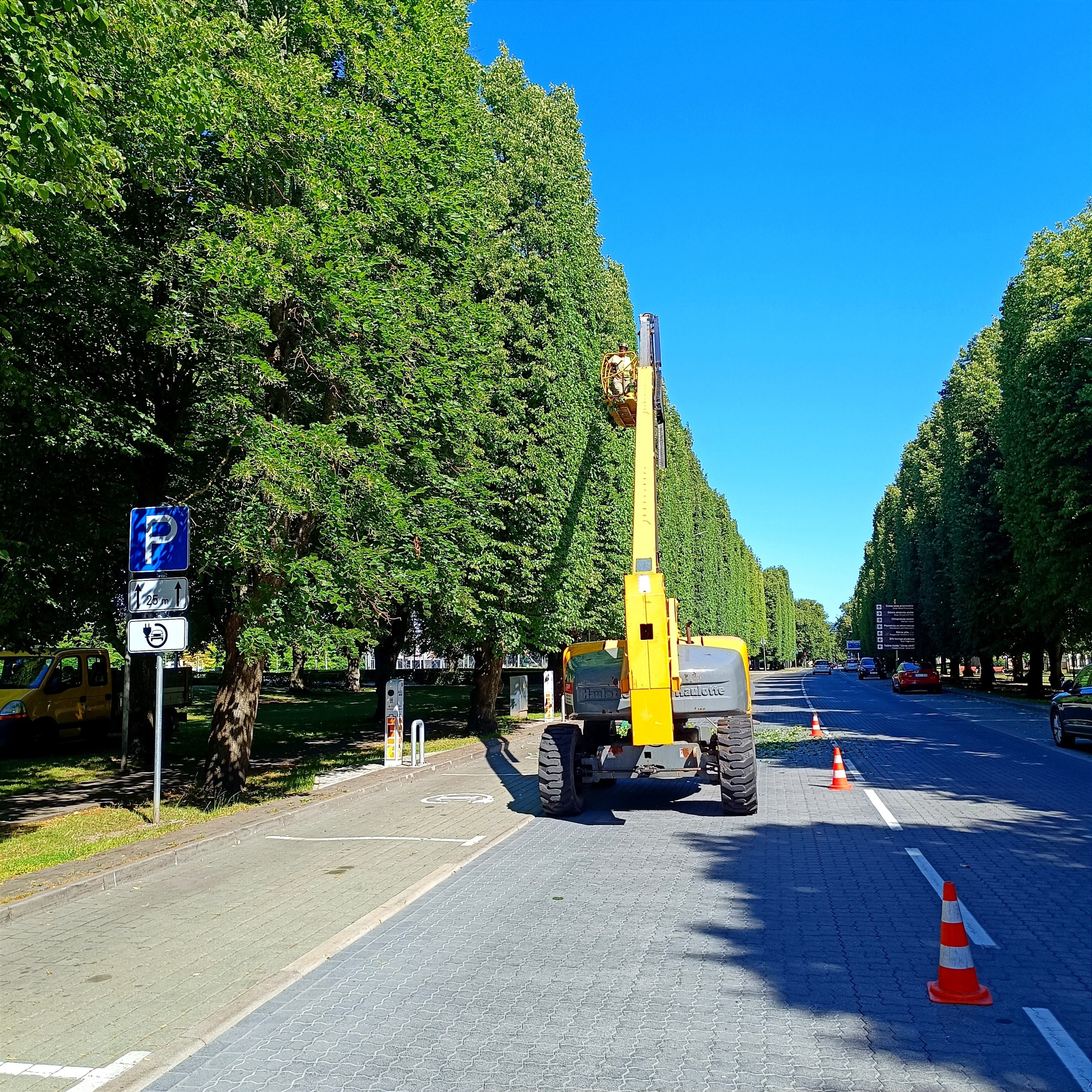 Kuldīgas ielas liepu alejai atjauno tās simetrisko formu - Ventspils