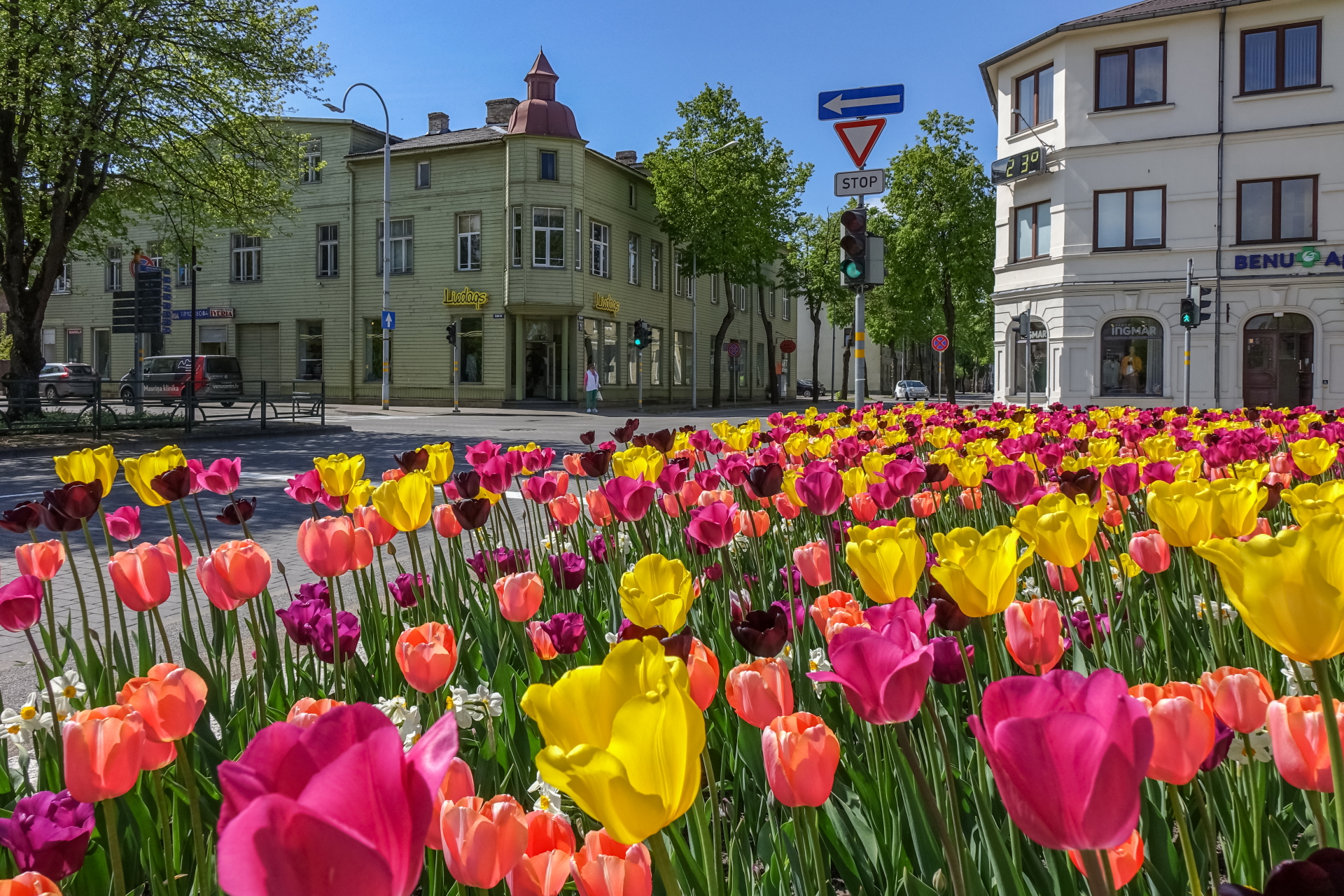 Ventspilī gatavojas krāšņai 2025. gada pavasara ziedu sezonai - Ventspils